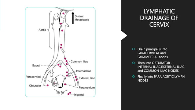 Anatomy of cervix | PPTX