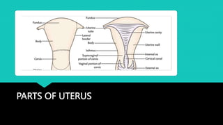 Anatomy of cervix | PPTX