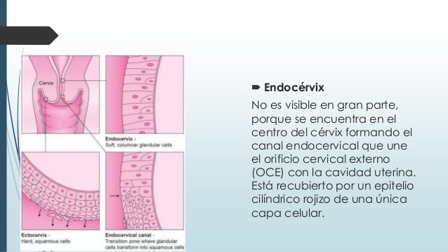 Cervix uterino y papanicolaou