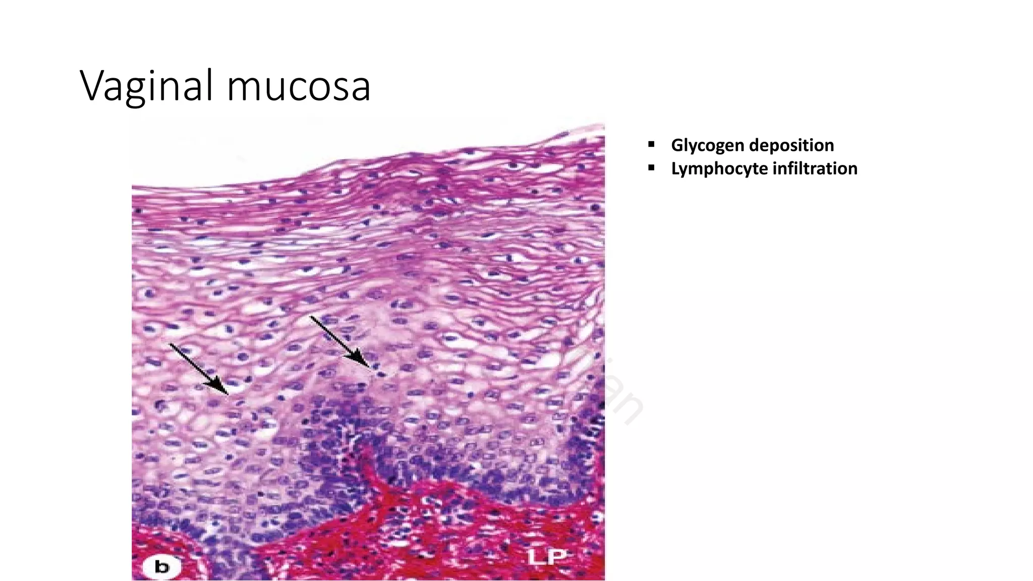 Histology Of Cervix And Vagina Pdf