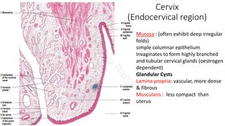 Histology of Cervix and vagina | PDF