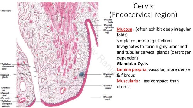 Histology of Cervix and vagina | PDF