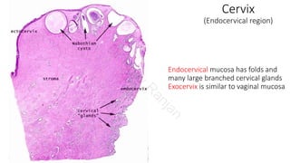 Cervix Histology Labeled