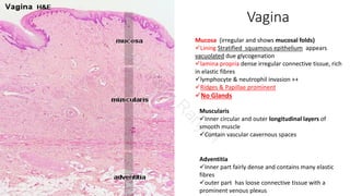 Histology of Cervix and vagina | PPT