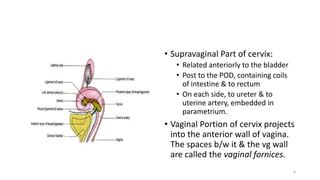 cervix work up.pptx