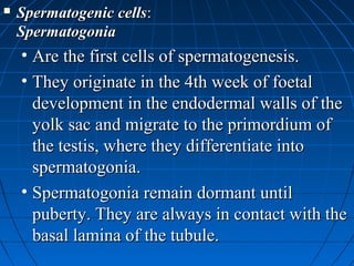 Male reproductive system | PPT