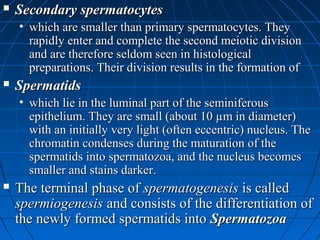Male reproductive system | PPT