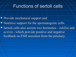 Male reproductive system | PPT