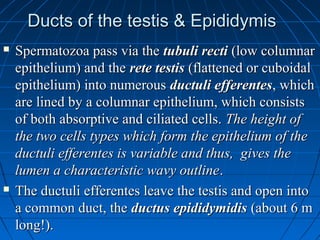 Male reproductive system | PPT