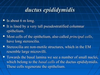 Male reproductive system | PPT