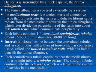Male reproductive system | PPT