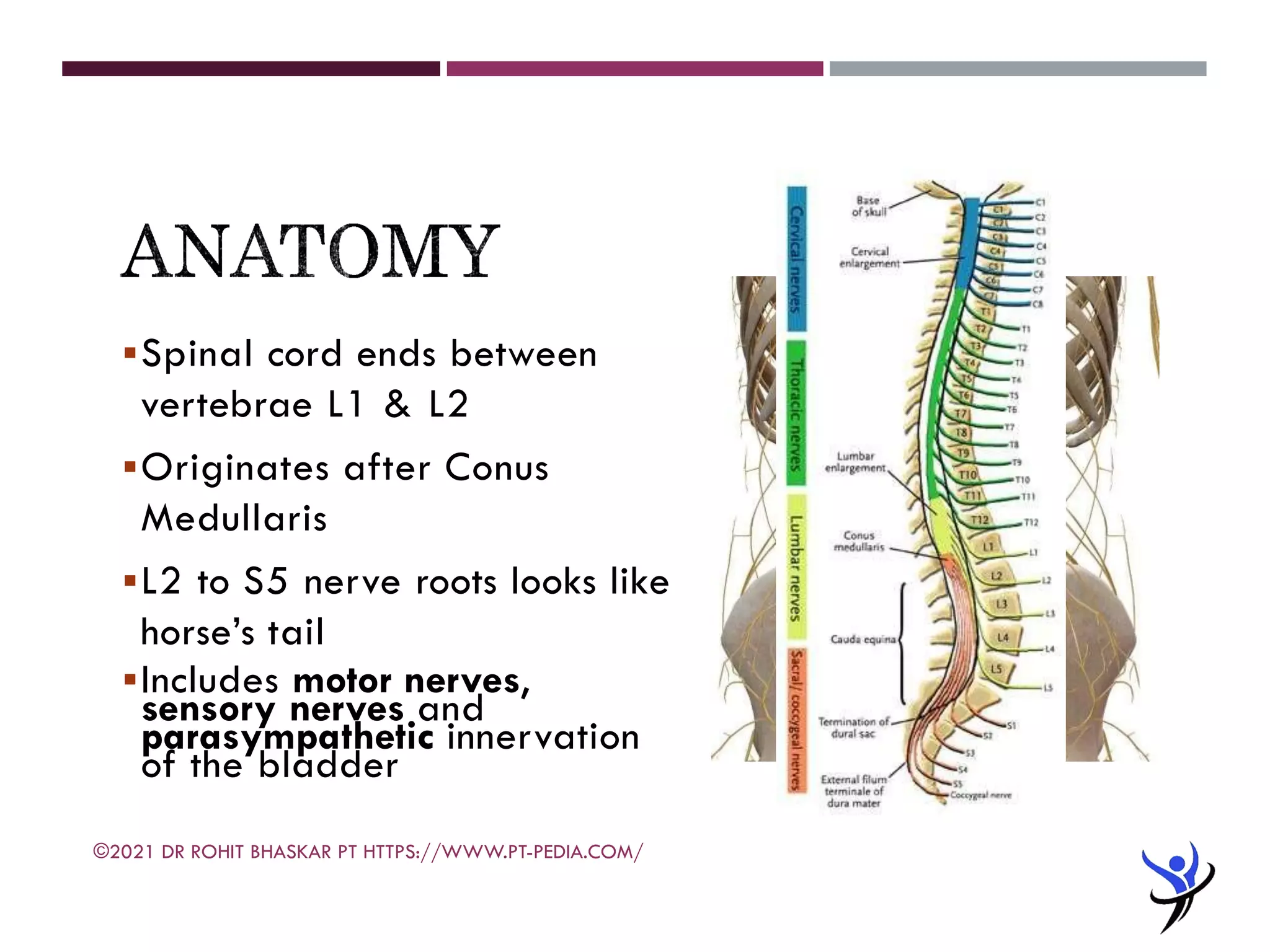 Cauda Equina Syndrome - Dr Rohit Bhaskar | PDF