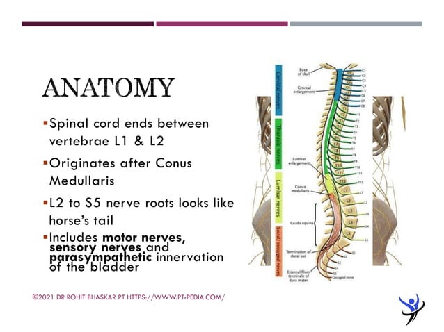 Cauda Equina Syndrome - Dr Rohit Bhaskar | PDF | Brain and Nervous ...