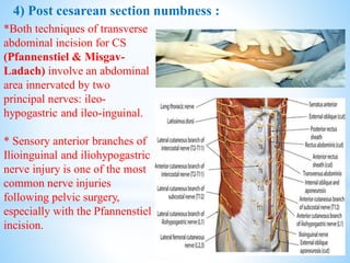 Cesarean Section Anatomy