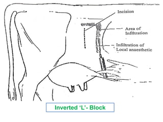 Cesarean section in Bovines | PDF