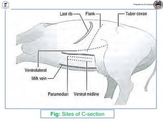 Cesarean section in Bovines | PDF