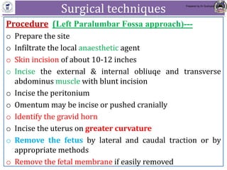 Cesarean section in Bovines | PDF