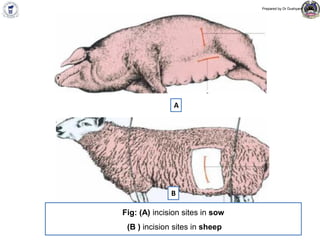 Cesarean section in Bovines | PDF