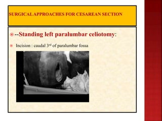 Cesarean section in bovines | PPTX
