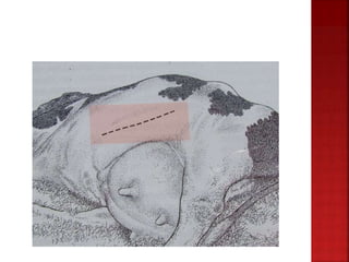 Cesarean section in bovines | PPTX