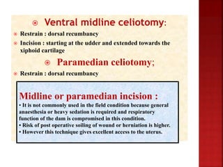 Cesarean section in bovines | PPTX