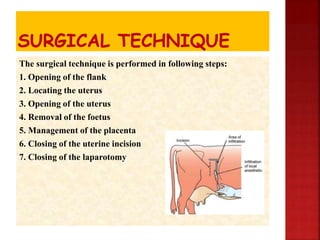 Cesarean section in bovines | PPTX