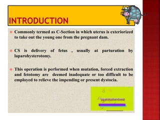 Cesarean section in bovines | PPTX