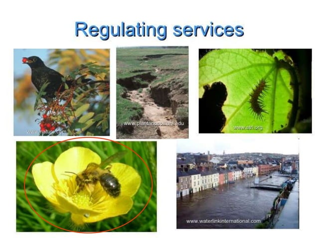 Ecosystem services provided by pollinators | PPTX