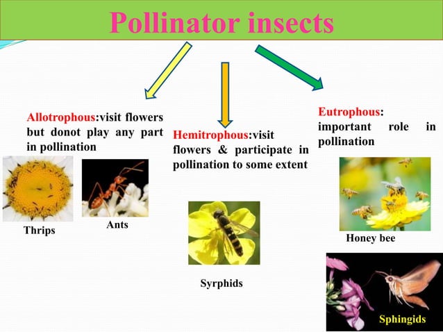 Ecosystem services provided by pollinators | PPTX