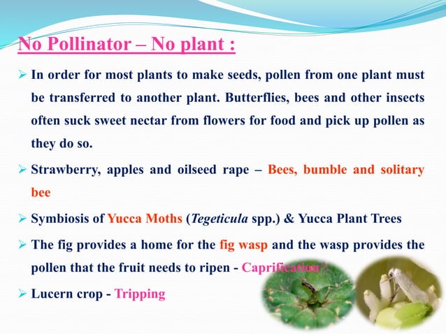 Ecosystem services provided by pollinators | PPTX