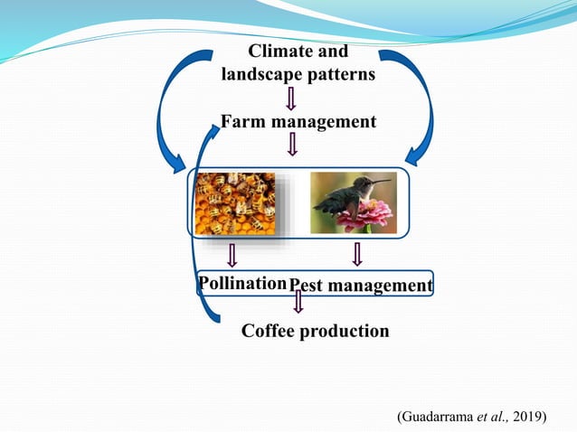 Ecosystem services provided by pollinators | PPTX