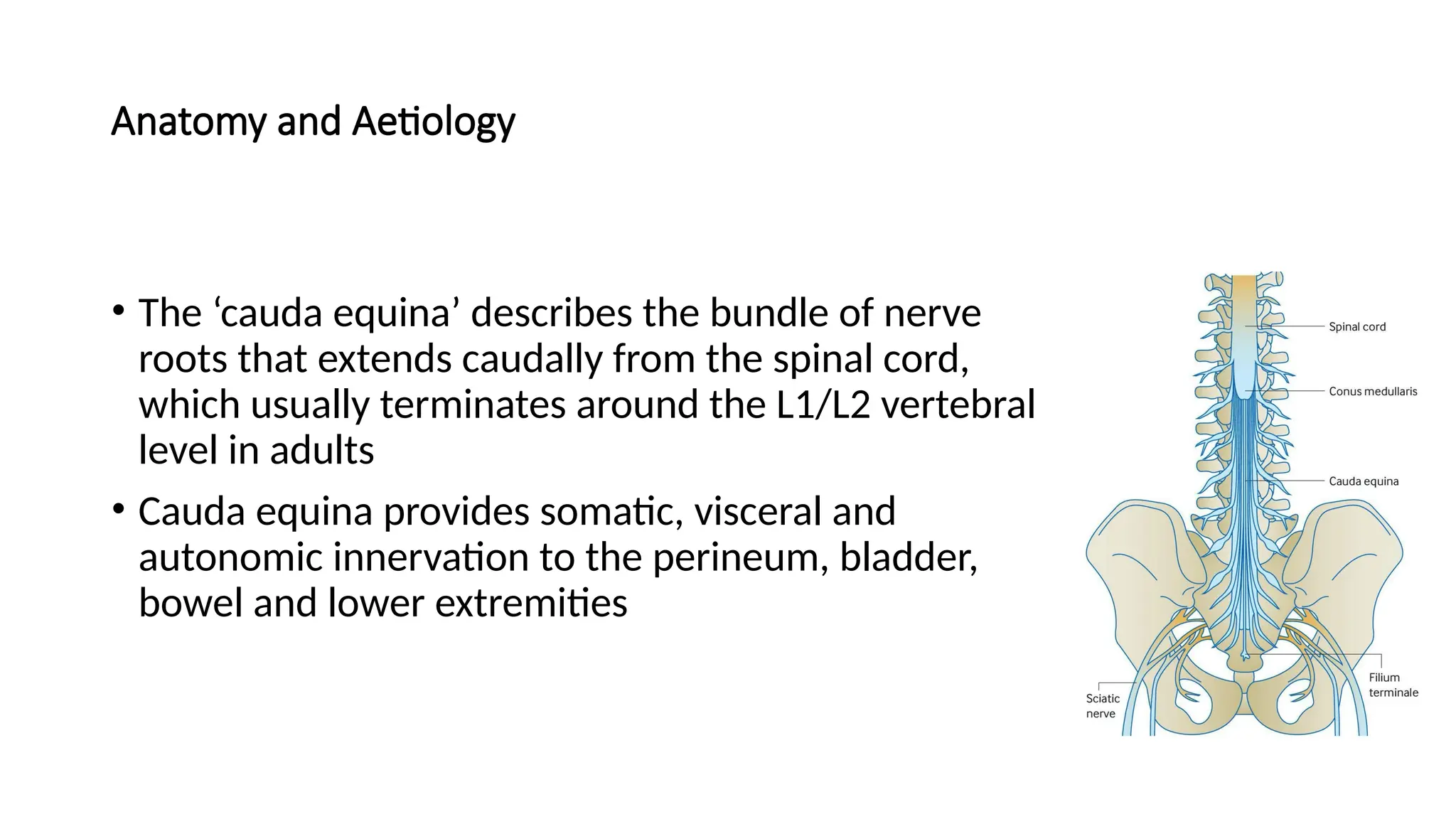 diagnosis of cauda equina syndrome in ER | PPTX
