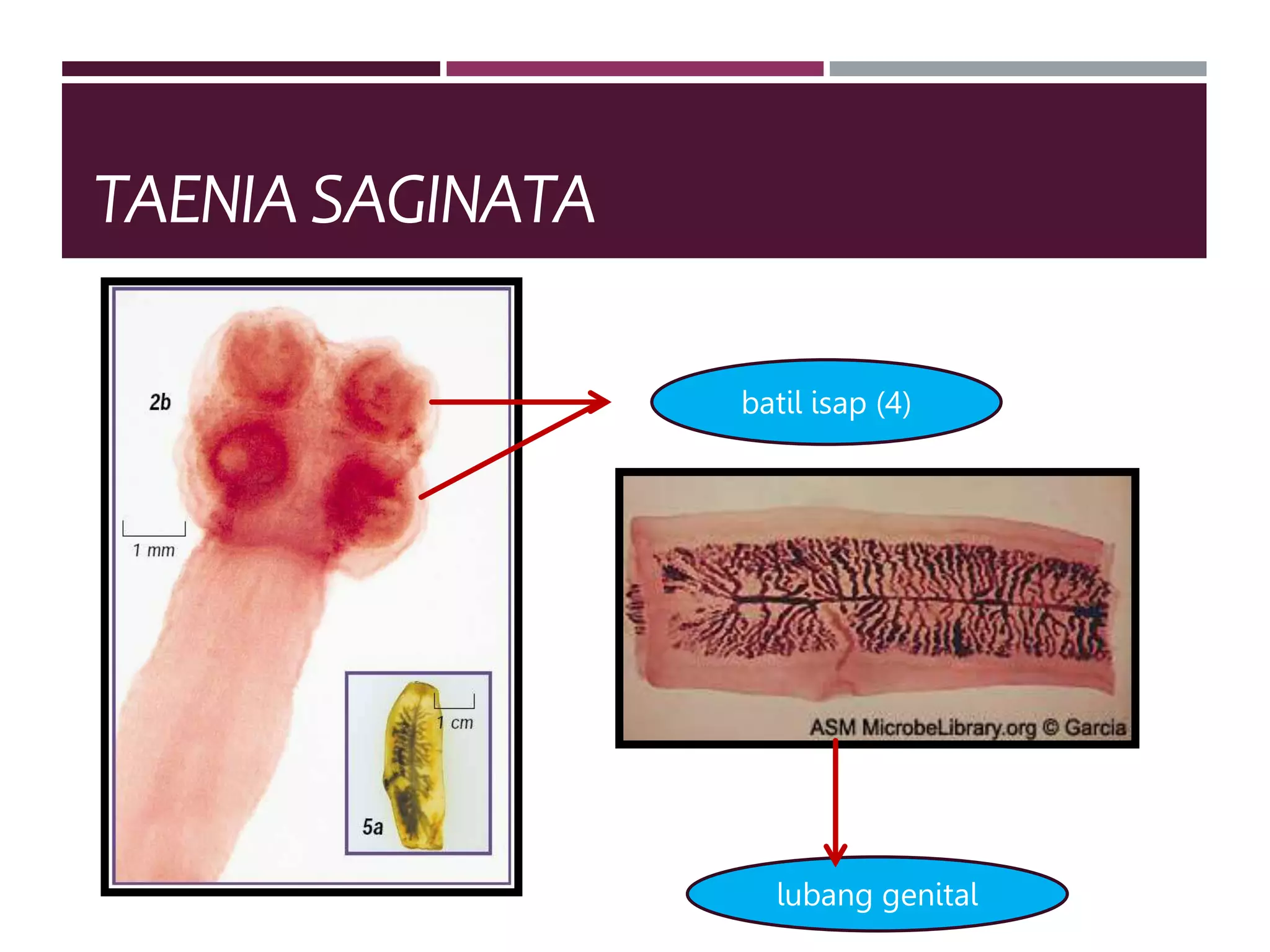 Cestoda.ppt