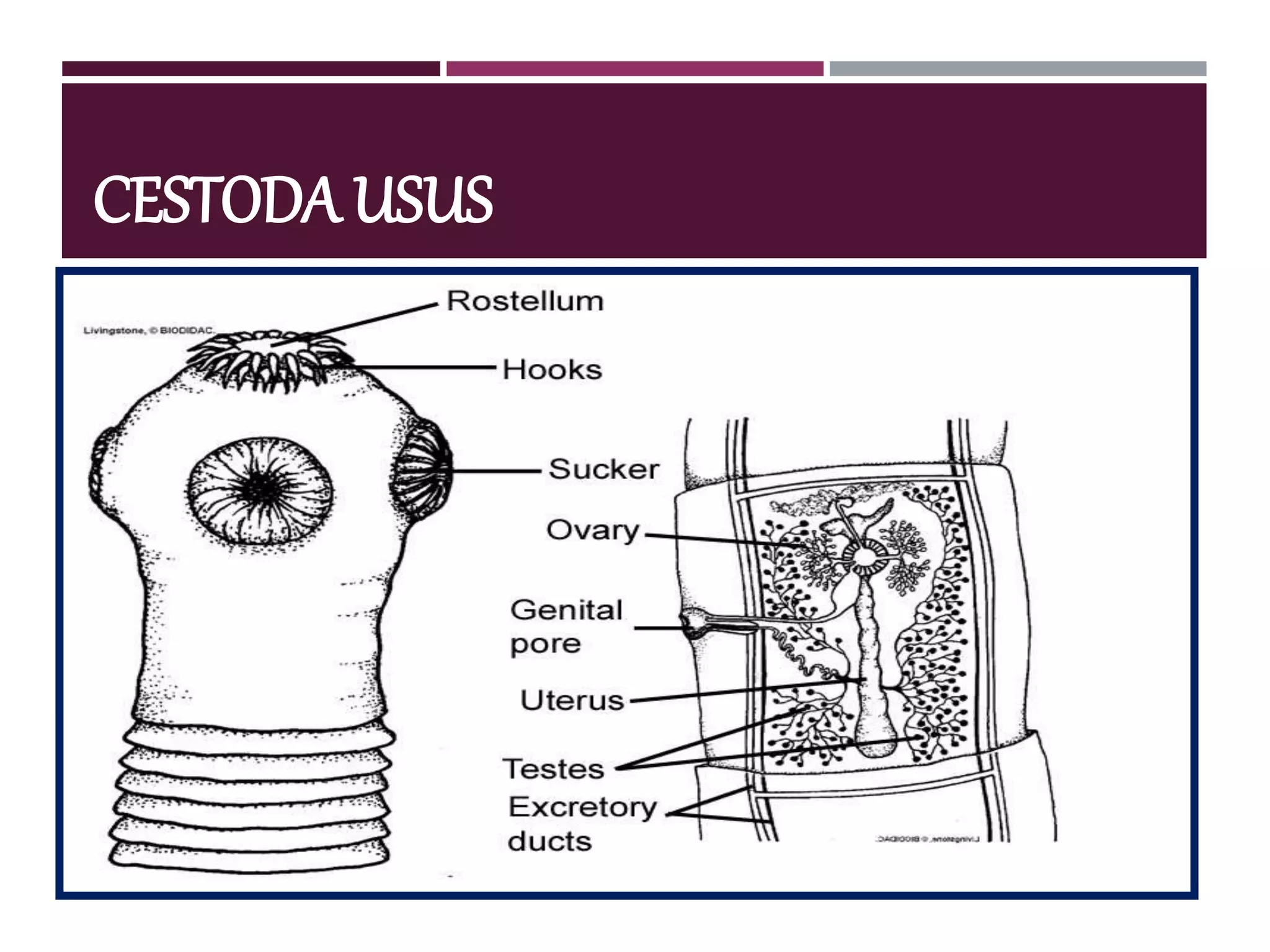 Cestoda.ppt