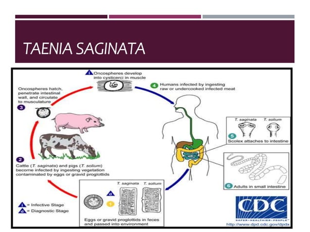 Cestoda.ppt