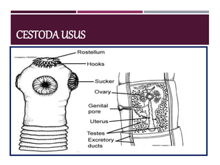Cestoda.ppt