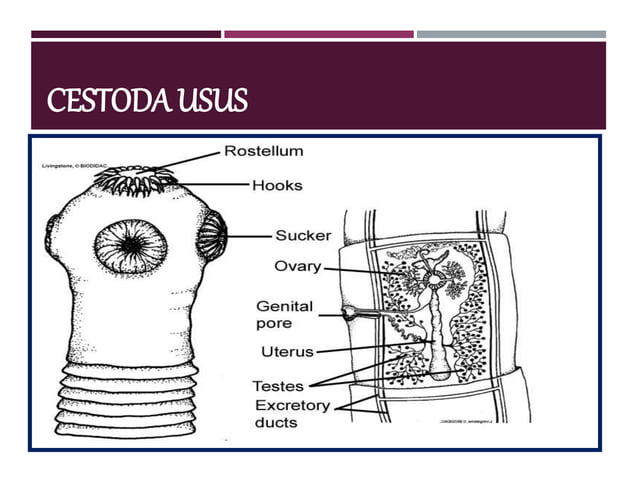 Cestoda.ppt