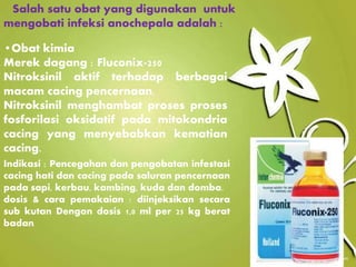 Cestoda pada kuda | PPT