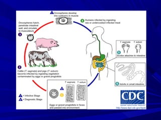 Cestoda patogen 2 | PPT