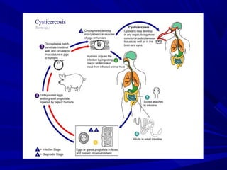 Cestoda patogen 2 | PPT