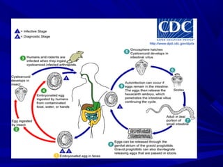 Cestoda patogen 2 | PPT