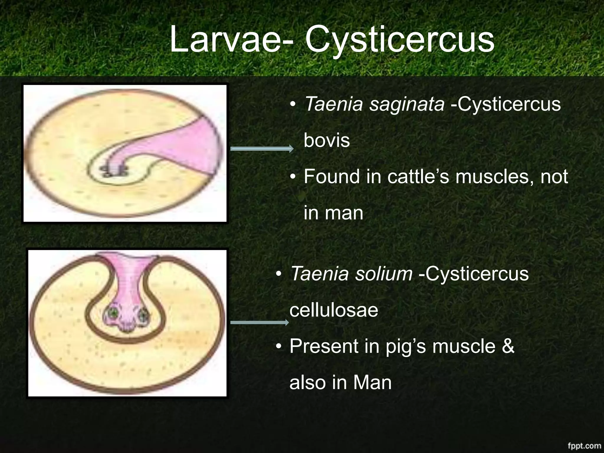 Cestode | PPT
