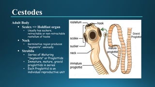 Cestode Infestation -villanuevaxxxx.pdf