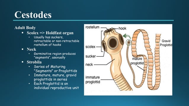 Cestode Infestation -villanuevaxxxx.pdf