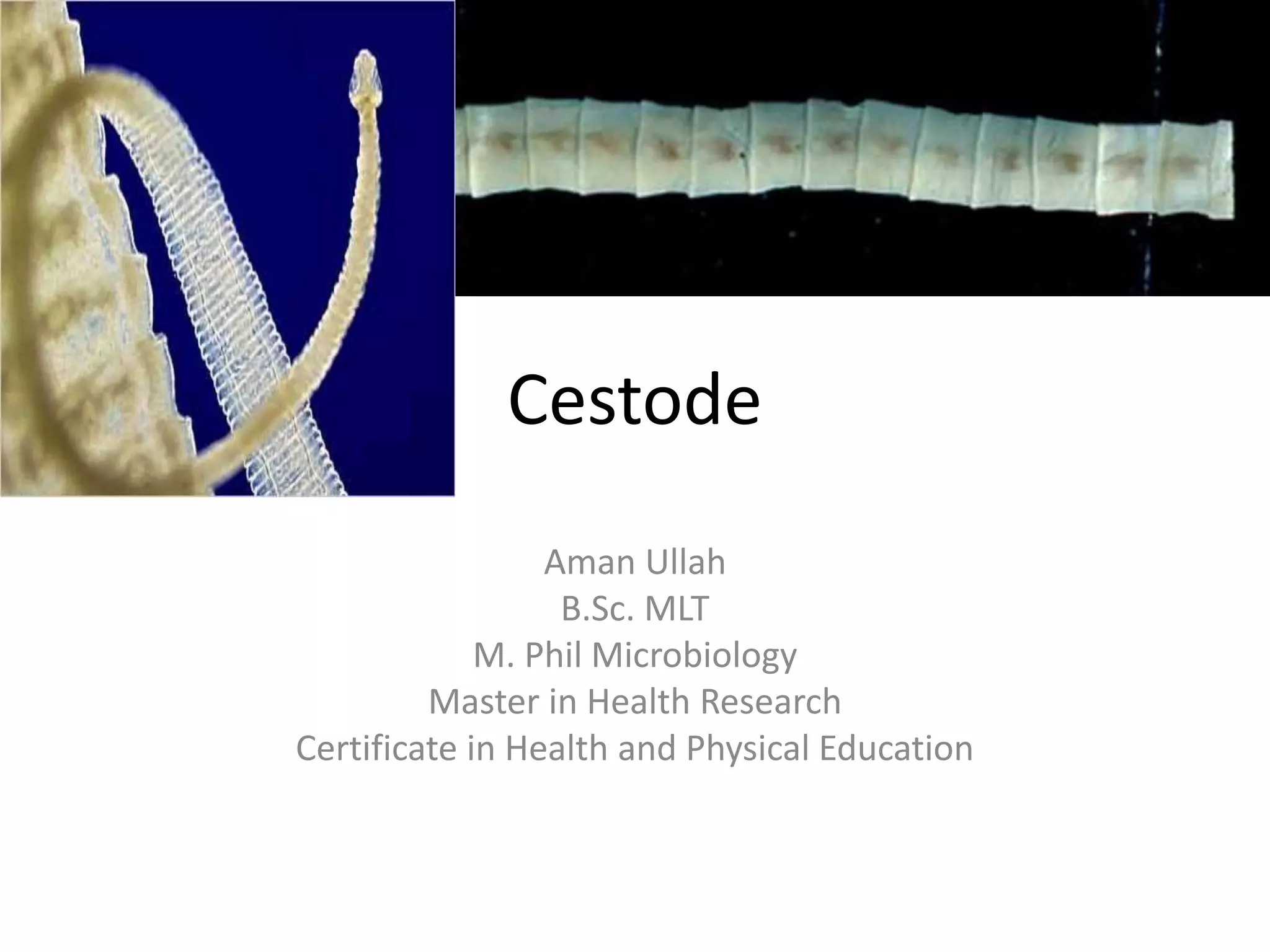 Cestode | PPTX