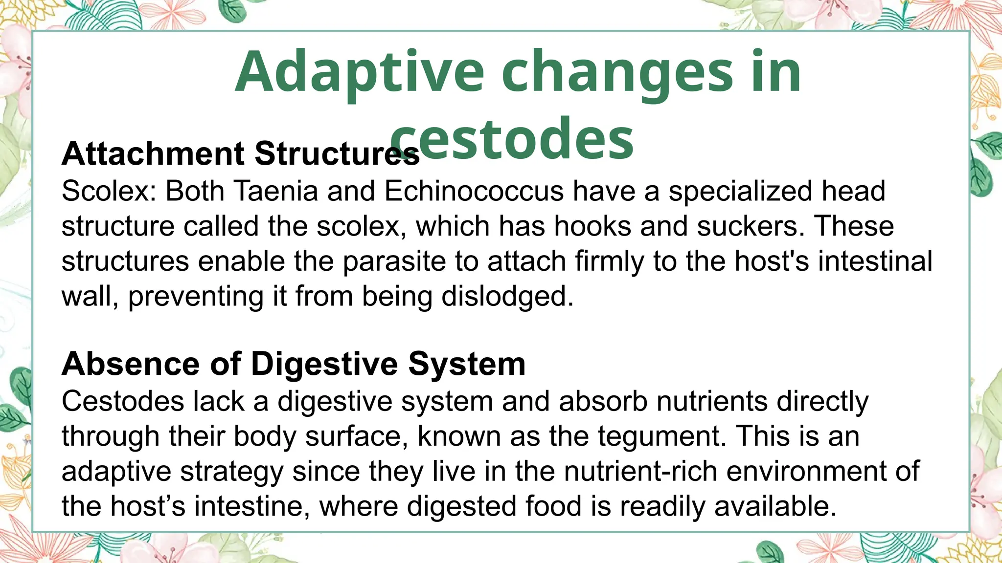 Cestode Parasite main focus on Taenia and Echinococcus | PPTX