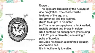 Cestode Parasite main focus on Taenia and Echinococcus | PPTX