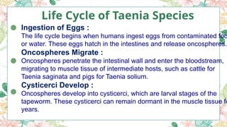 Cestode Parasite main focus on Taenia and Echinococcus | PPTX