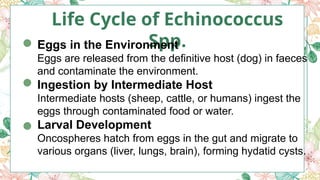 Cestode Parasite main focus on Taenia and Echinococcus | PPTX