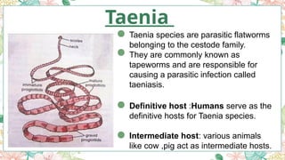 Cestode Parasite main focus on Taenia and Echinococcus | PPTX